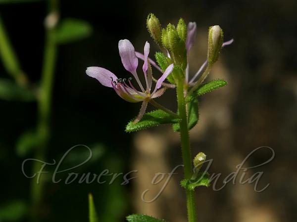 Cleome monophylla - Spindle Pod