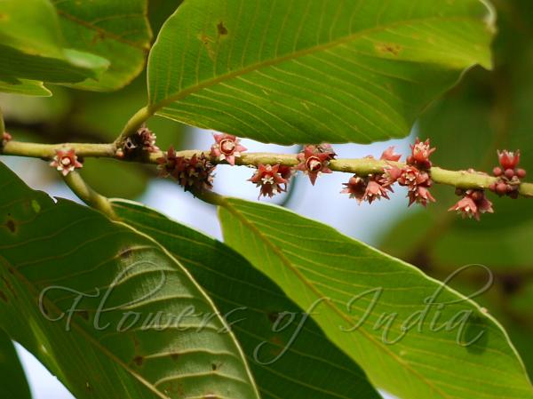 Bridelia retusa - Spinous Kino Tree