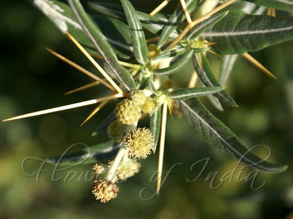 Xanthium spinosum - Spiny Cocklebur