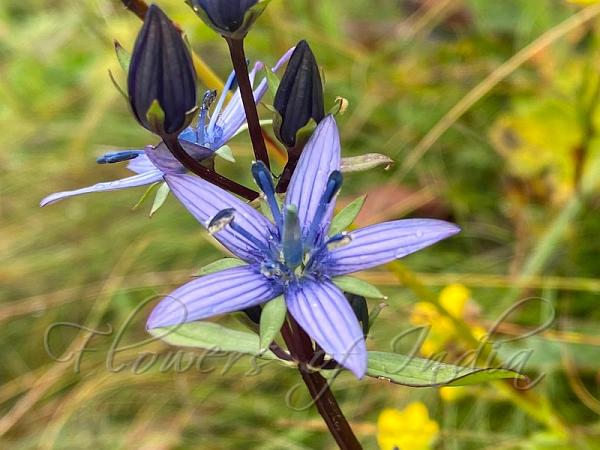 Lomatogonium caeruleum - Spoonleaf Felwort