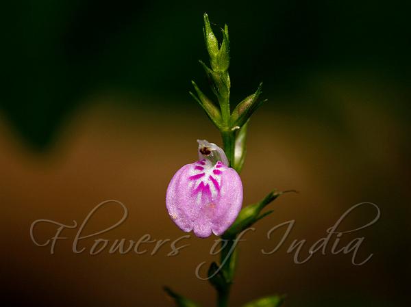 Justicia diffusa - Spreading Justicia