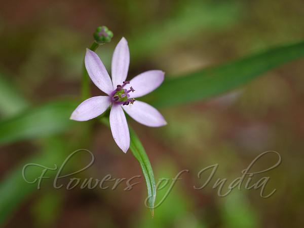 Iphigenia stellata - Star Grass Lily