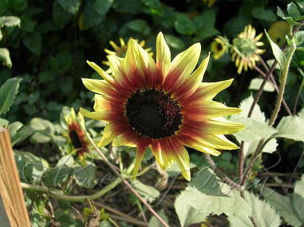 Helianthus annuus 'Ring of Fire' - Sunflower 'Ring of Fire'