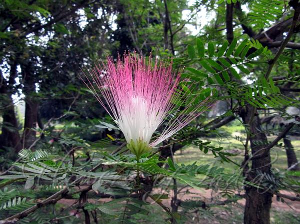 Calliandra surinamensis - Surinam Powderpuff