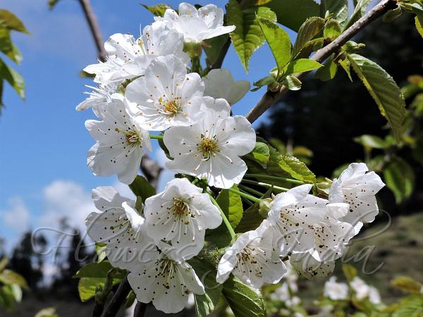 Prunus avium - Sweet Cherry