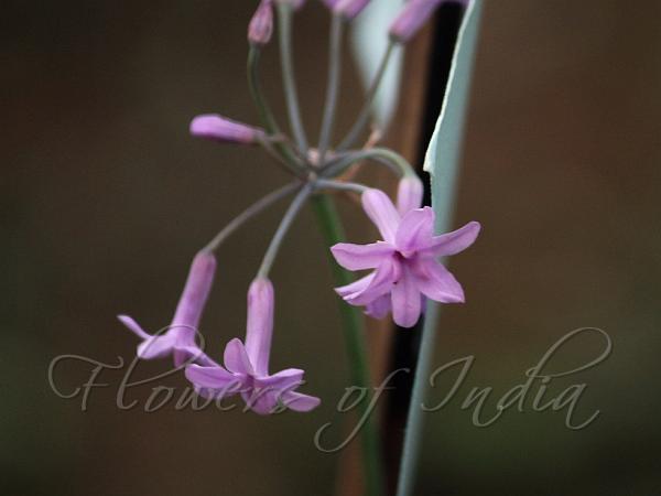 Tulbaghia violacea - Sweet Garlic