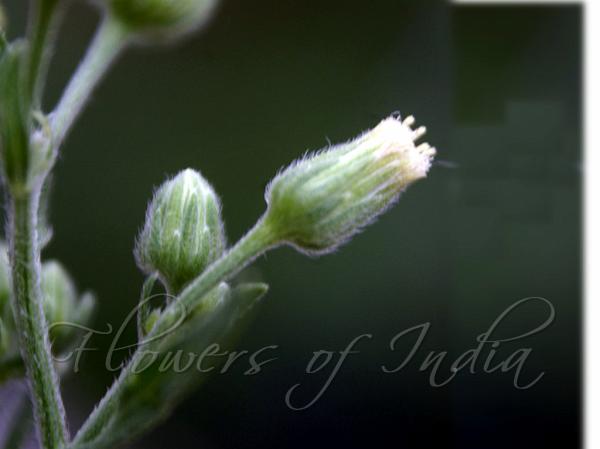 Erigeron sumatrensis - Tall Fleabane