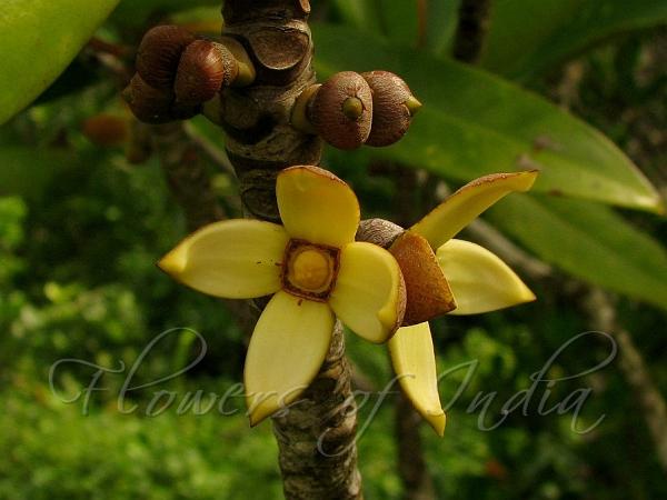 Rhizophora apiculata - Alchetron, The Free Social Encyclopedia
