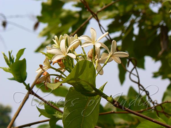 Holarrhena pubescens - Tellicherry Tree