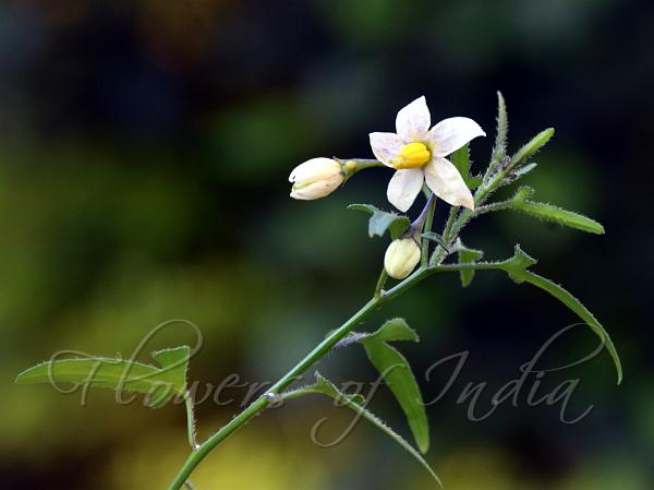 Solanum triquetrum - Texas Nightshade