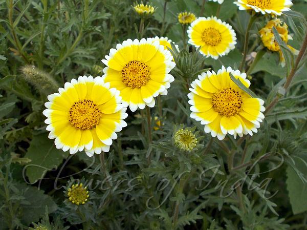 Layia platyglossa - Tidy Tips