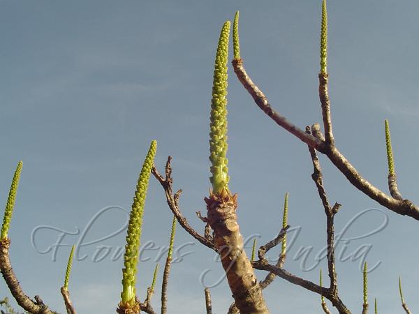 Falconeria insignis - Tiger's Milk Spruce
