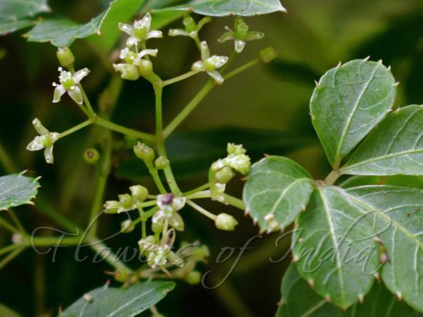 Tetrastigma serrulatum - Toothed-Leaf Chestnut Vine