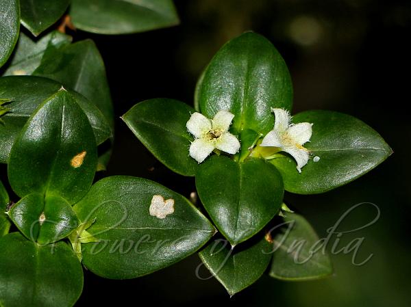 Hedyotis travancorica - Travancore Hedyotis