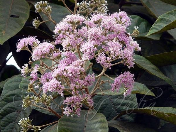 Strobocalyx arborea - Tree Vernonia