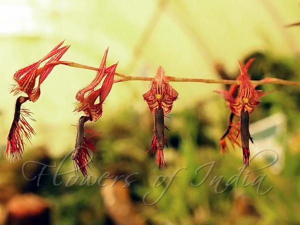 Bulbophyllum tremulum - Tremulous Bulb-Leaf Orchid