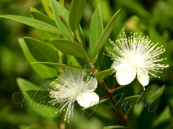 Myrtus communis - True Myrtle