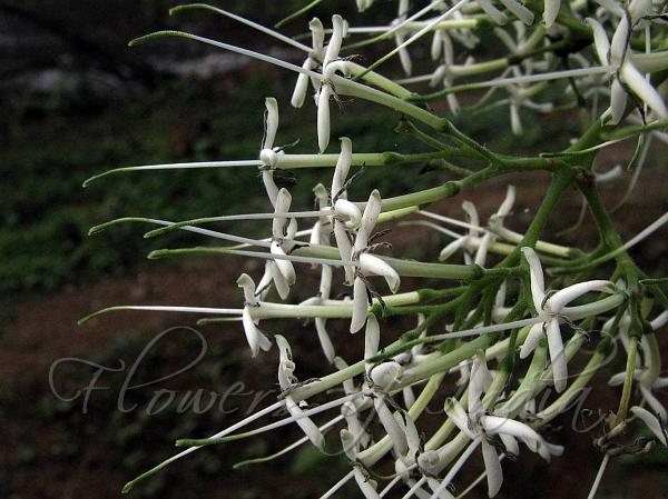 Pavetta siphonantha - Tubeflower Pavetta