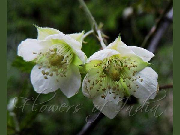 Rubus biflorus - Two-Flower Raspberry