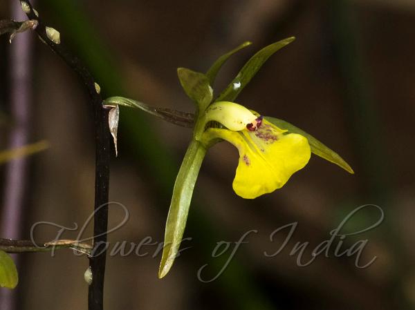 Tainia bicornis - Two-Horned Tainia