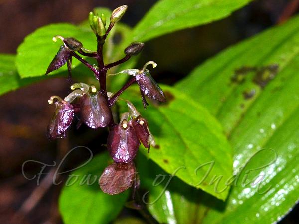 Liparis biloba - Two-Lobed Liparis