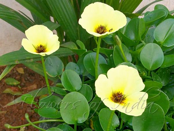 Hydrocleys nymphoides - Water Poppy