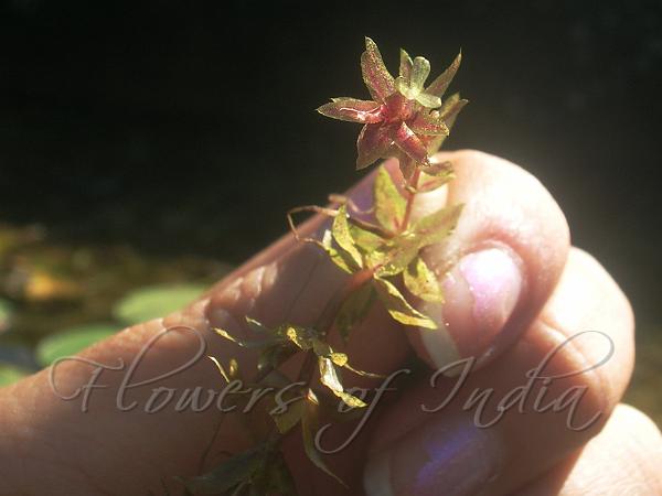 Hydrilla Verticillata Flower