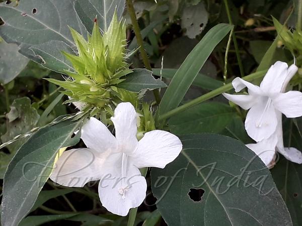 Barleria cristata var. albida - White Philippine Violet