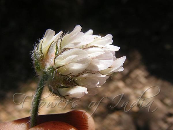 Astragalus leucocephalus - White-Head Milk-Vetch