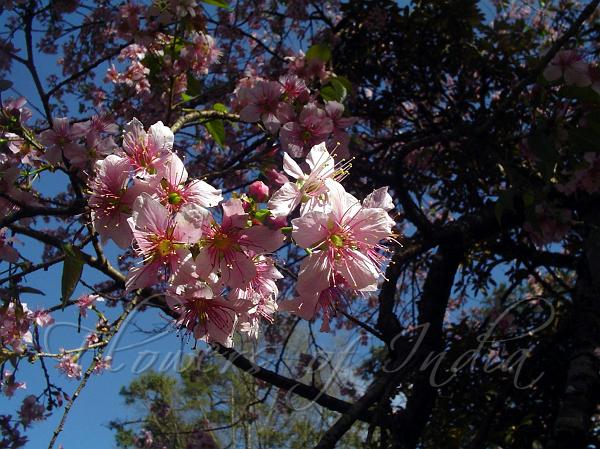 Prunus cerasoides - Wild Himalayan Cherry