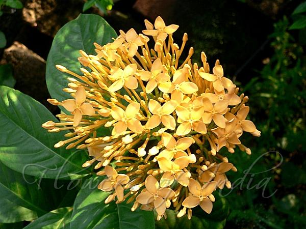 Yellow Ixora Plant