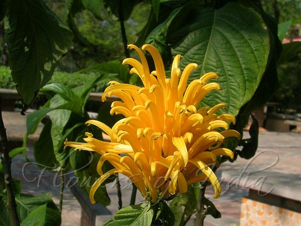 Justicia aurea - Yellow Jacobinia