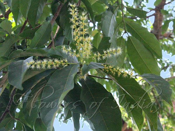 Terminalia citrina - Yellow Myrobalan