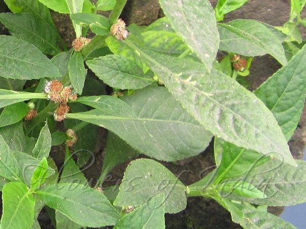 Struchium sparganophorum - Yerba De Faja