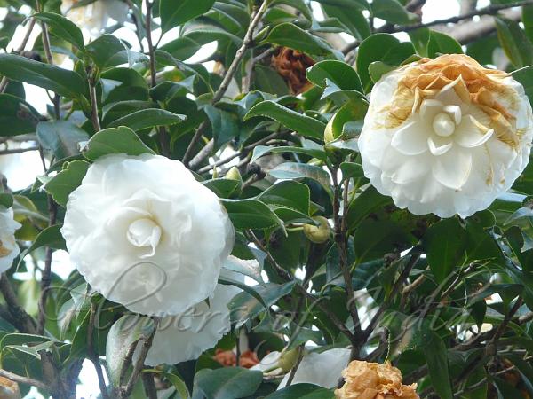 Camellia Flower Plant In India | Best Flower Site