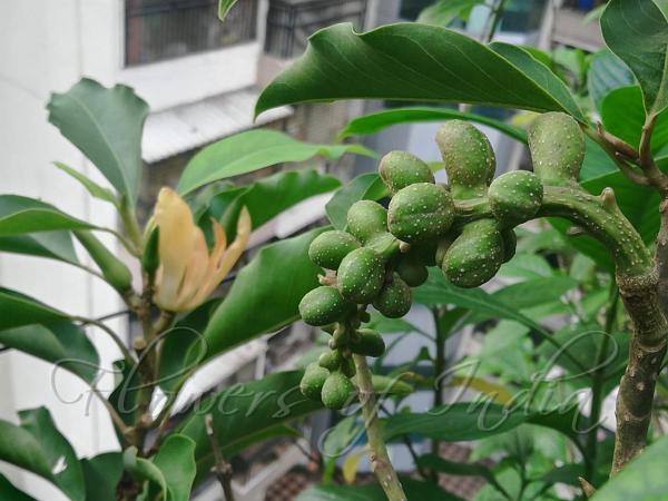 Nag Champa Flower In Marathi | Best Flower Site