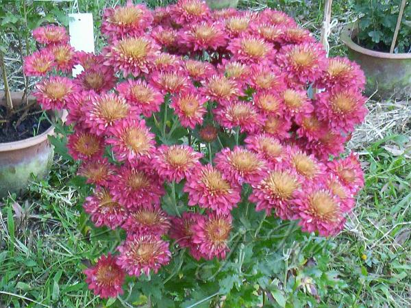 Dendranthema Morifolium