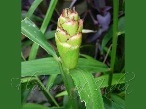 Zingiber Officinale Flower
