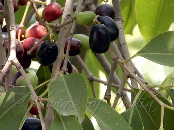 What Is Jamun Tree Called In Telugu Name - Infoupdate.org