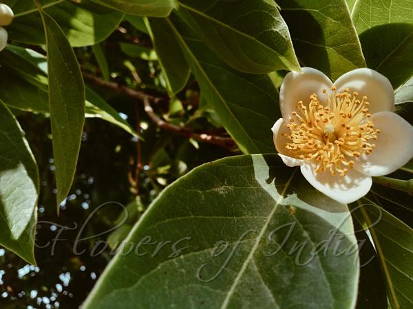 Schima - Alchetron, The Free Social Encyclopedia