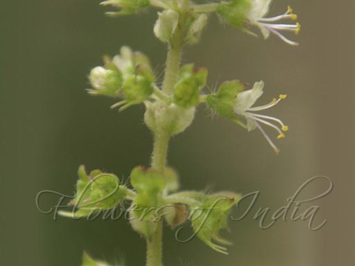Ocimum Sanctum Flower