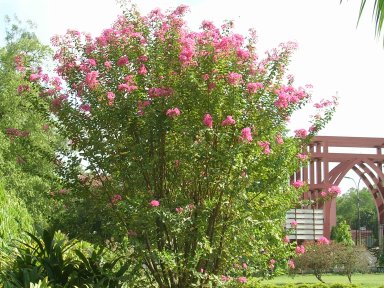 Lagerstroemia indica - Common Crape Myrtle