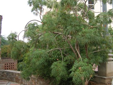 Jatropha multifida - Coral Bush