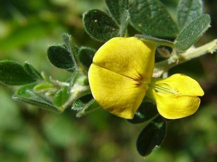 Cajanus lineatus - Wild Toor